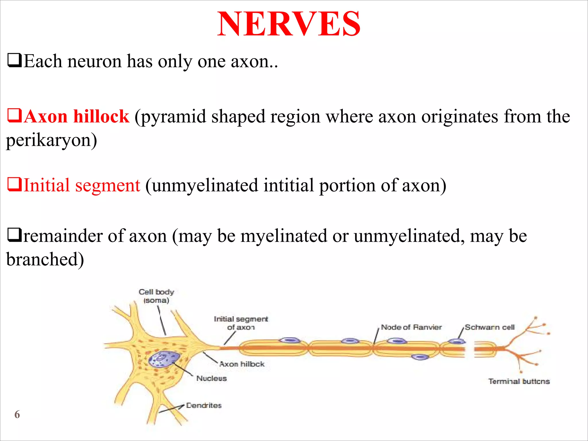 Excitable tissues nerve | PDF