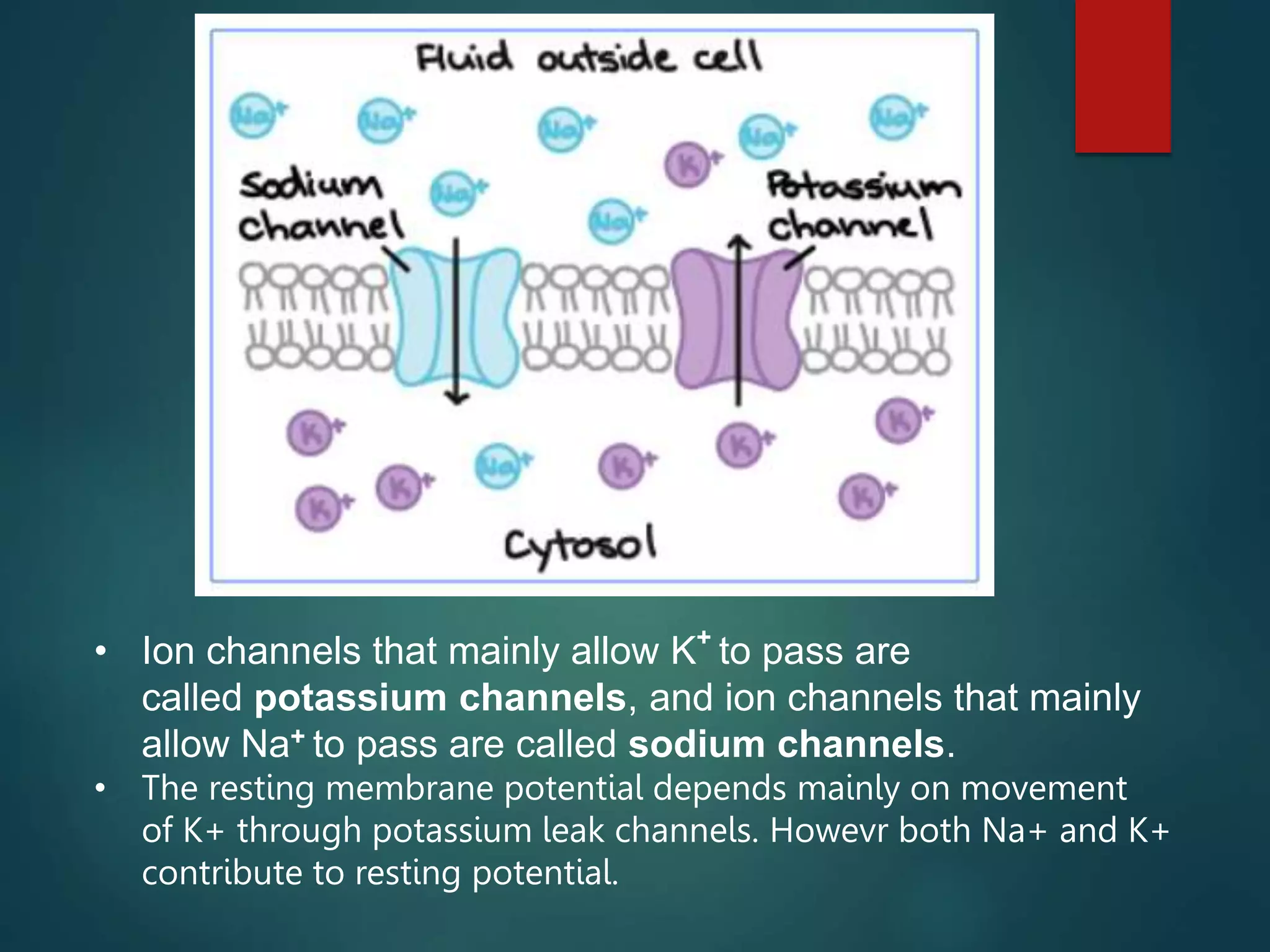Excitable Tissues, Resting Membrane Potential & Action.pptx