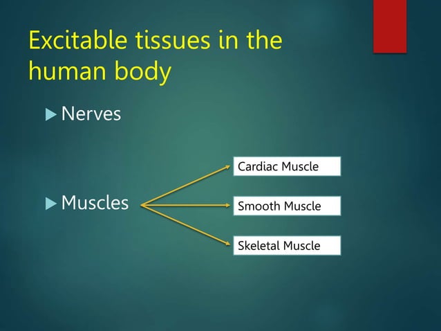Excitable Tissues, Resting Membrane Potential & Action.pptx ...