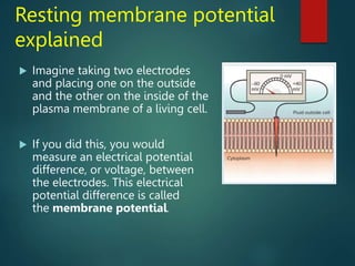 Excitable Tissues, Resting Membrane Potential & Action.pptx