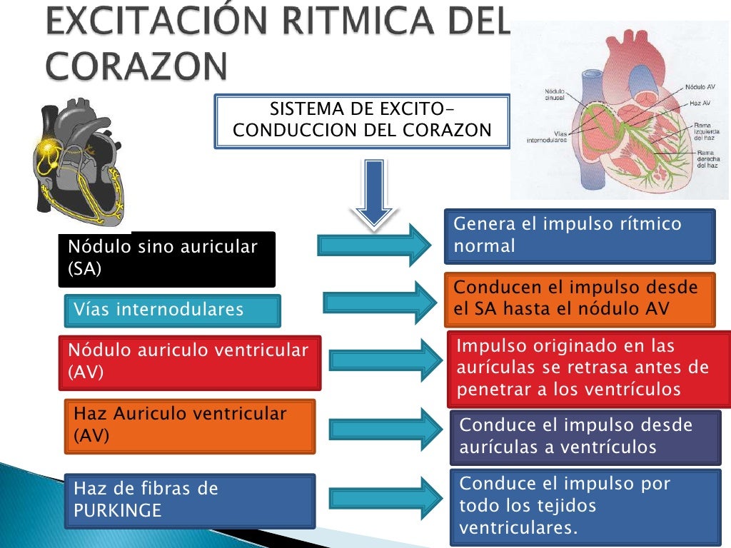 Excitación ritmica del corazon