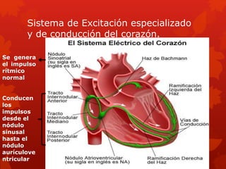 Excitación rítmica del corazón | PPTX