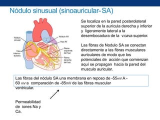 Excitación rítmica del Corazón.pptx