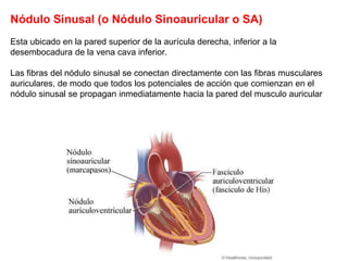 Excitación rítmica del corazón Radovan Franulic | PPTX