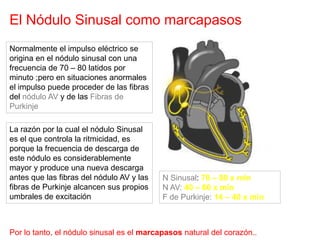 Excitación rítmica del corazón Radovan Franulic | PPTX
