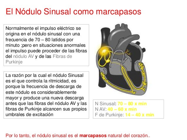 Excitación rítmica del corazón Radovan Franulic