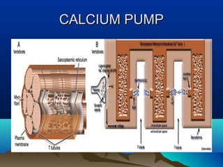 Excitation contraction | PPT