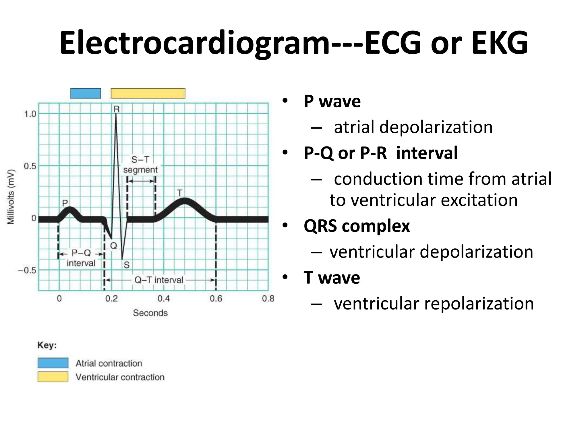 Excitations of heart rhythms and ECG.ppt | Heart and Cardiovascular ...