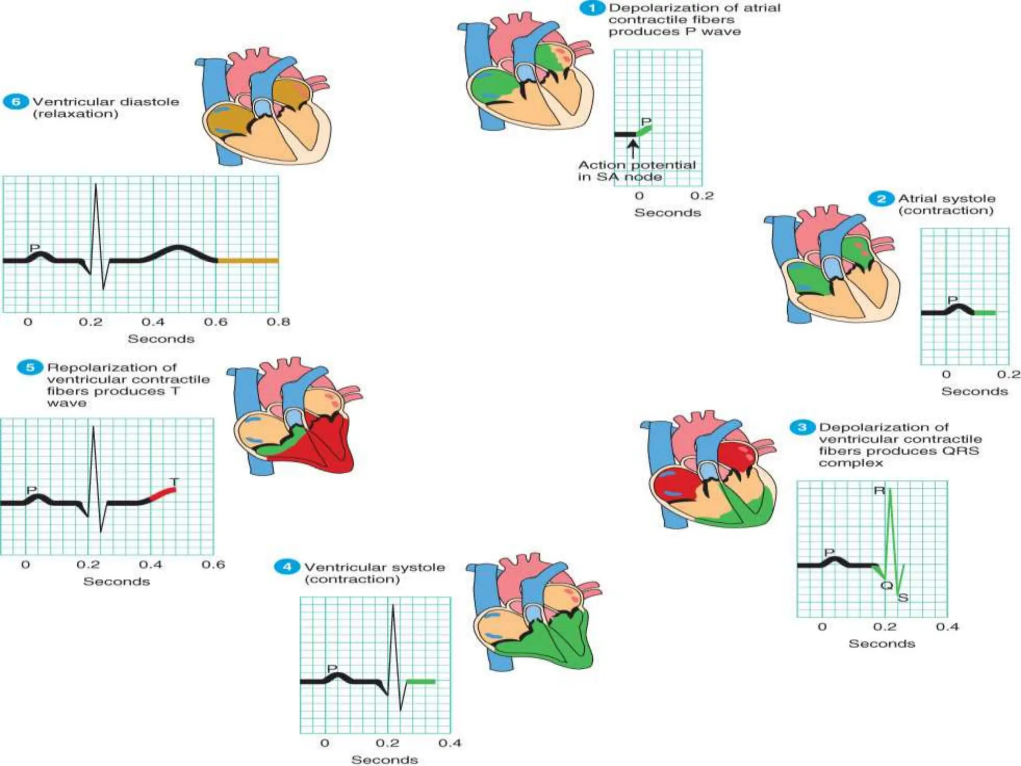 Excitations of heart rhythms and ECG.ppt | Heart and Cardiovascular ...