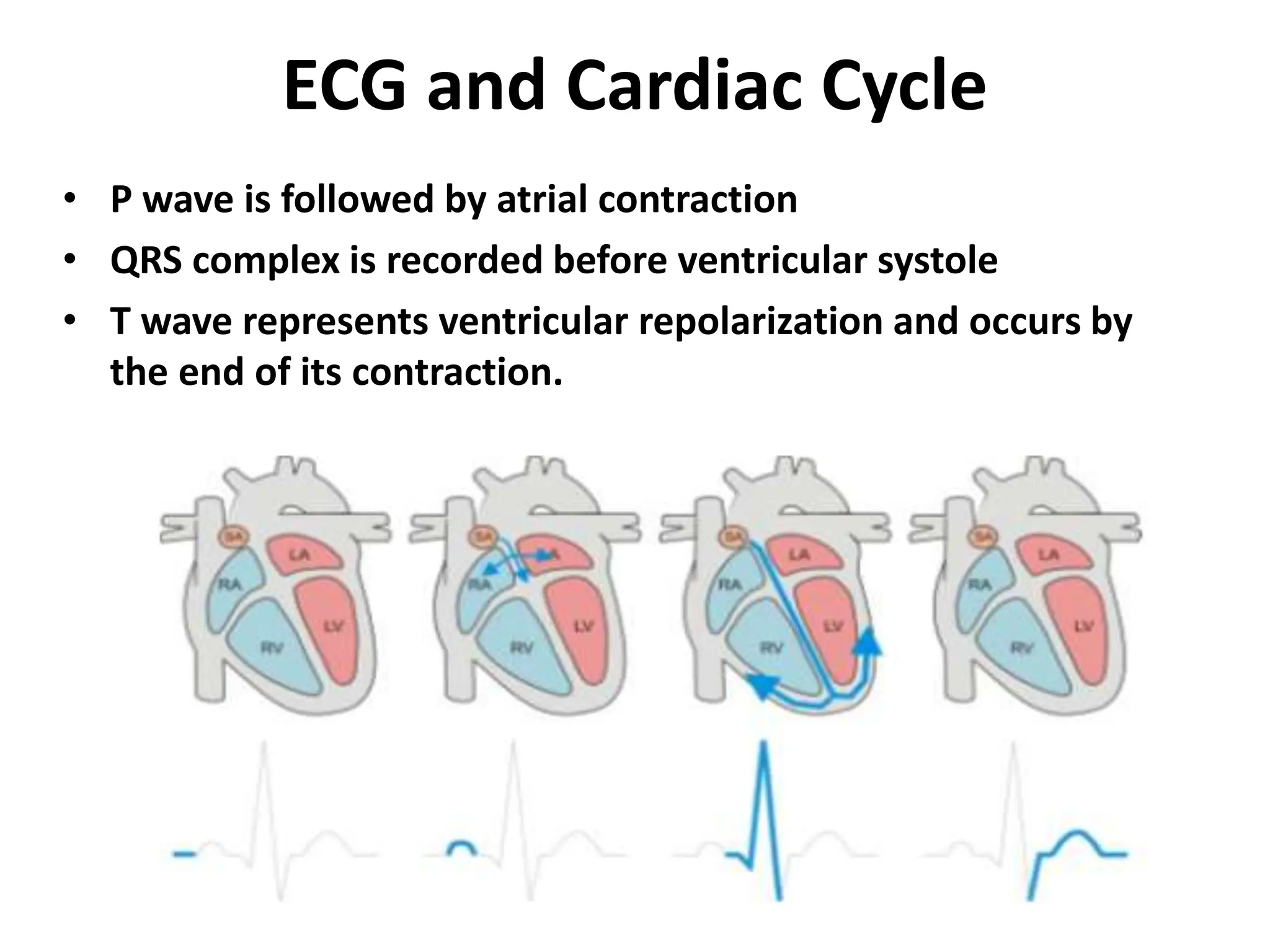 Excitations of heart rhythms and ECG.ppt | Heart and Cardiovascular ...