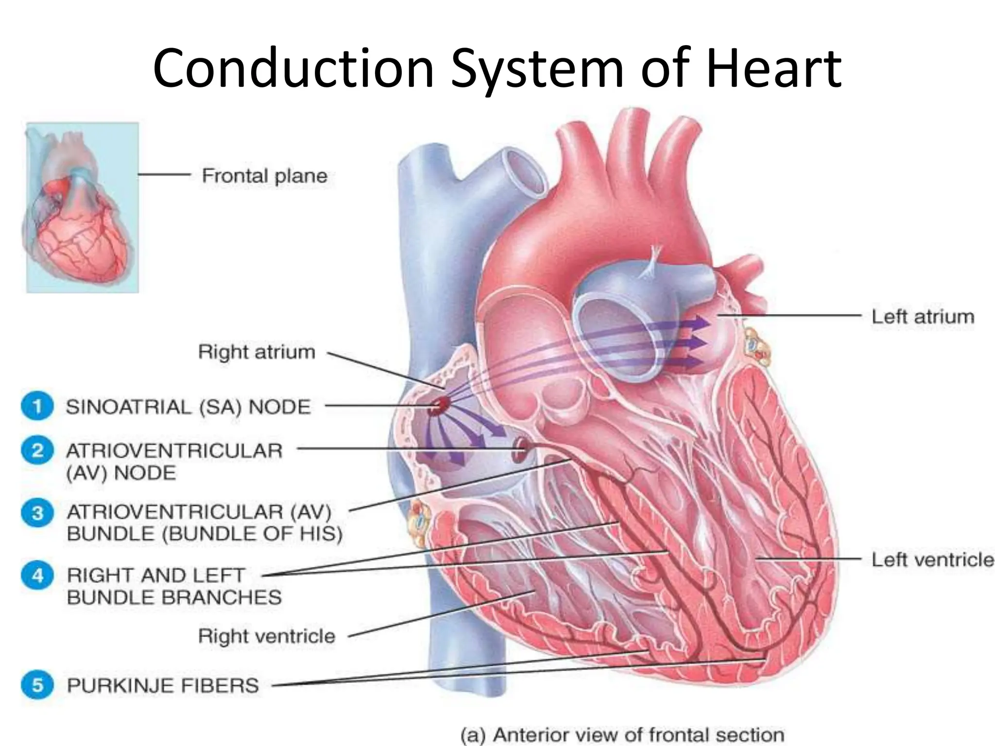 Excitations of heart rhythms and ECG.ppt | Heart and Cardiovascular ...