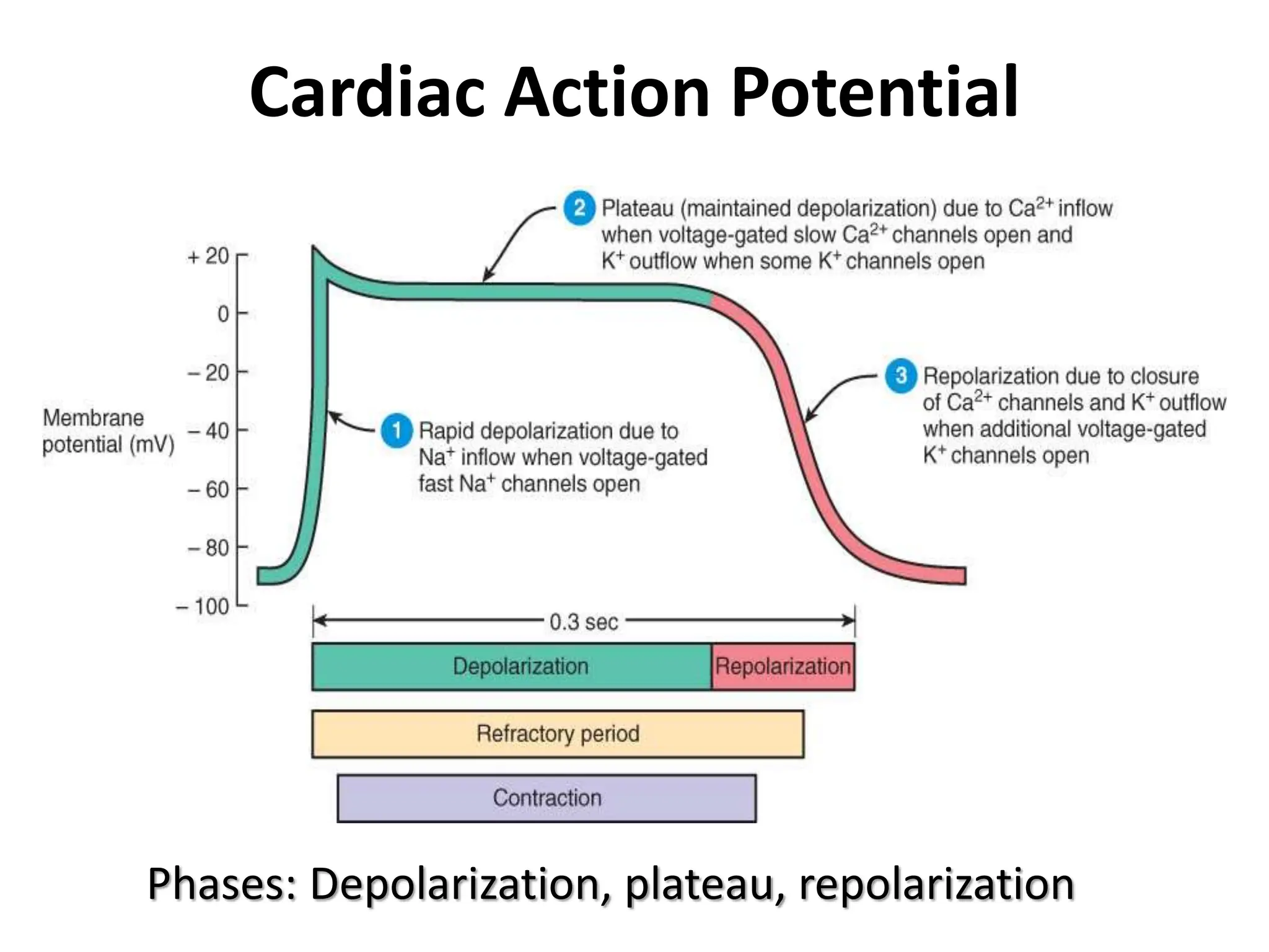 Excitations of heart rhythms and ECG.ppt | Heart and Cardiovascular ...