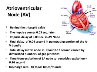 Excitations of heart rhythms and ECG.ppt
