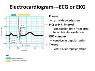 Excitations of heart rhythms and ECG.ppt