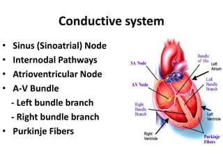 Excitations of heart rhythms and ECG.ppt