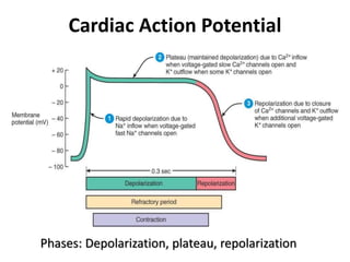 Excitations of heart rhythms and ECG.ppt | Heart and Cardiovascular ...