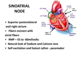 Excitations of heart rhythms and ECG.ppt | Heart and Cardiovascular ...