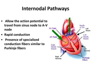 Excitations of heart rhythms and ECG.ppt