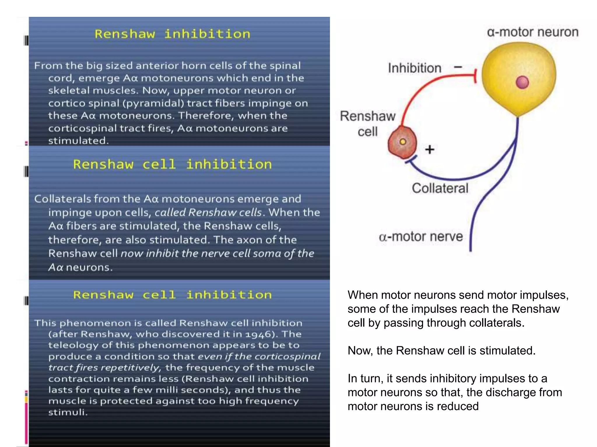 Excitation and inhibition in CNS.pptx