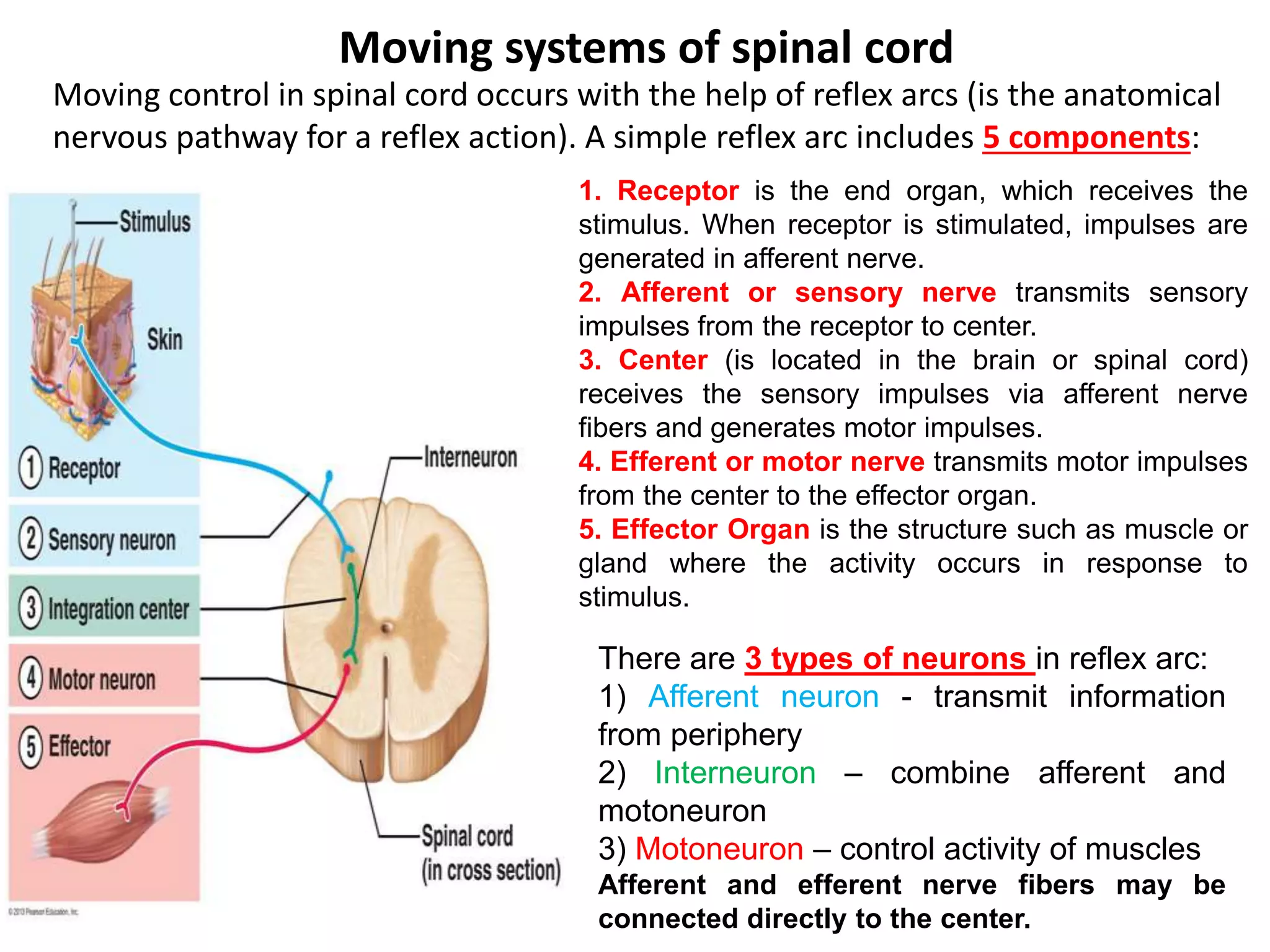 Excitation and inhibition in CNS.pptx