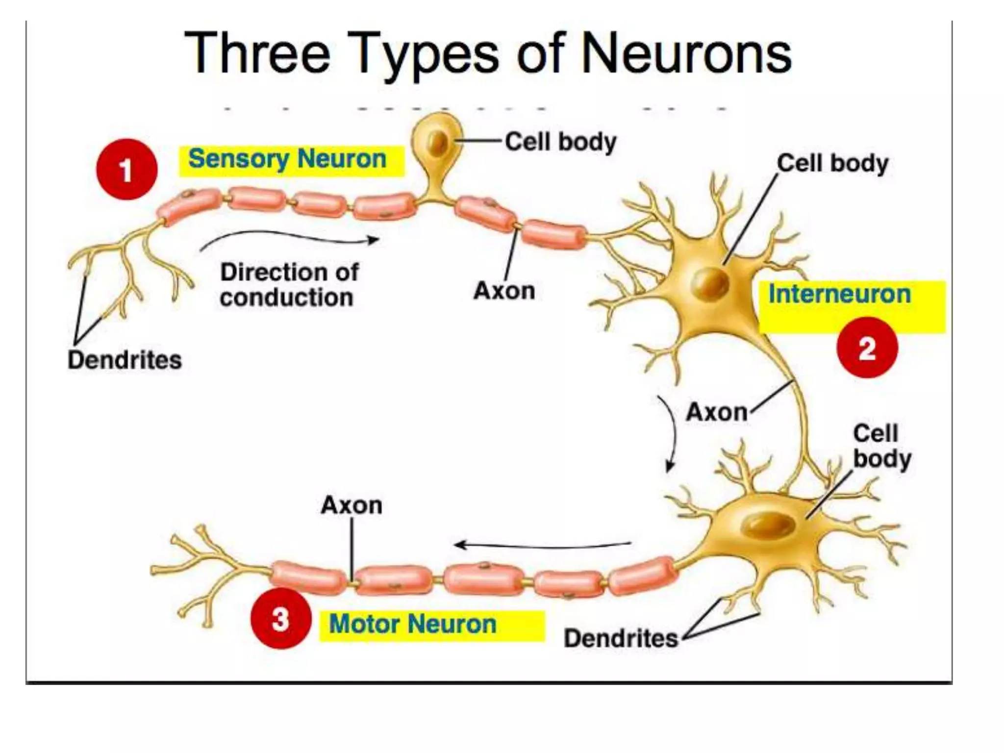 Excitation and inhibition in CNS.pptx
