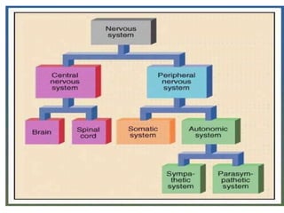 Excitation and inhibition in CNS.pptx