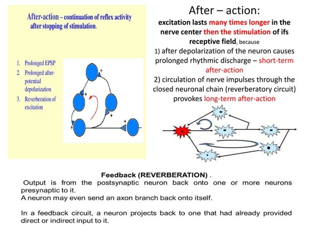 Excitation and inhibition in CNS.pptx