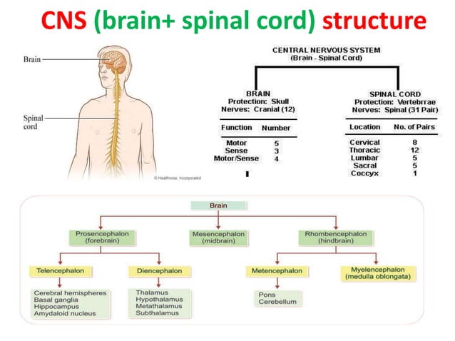 Excitation and inhibition in CNS.pptx