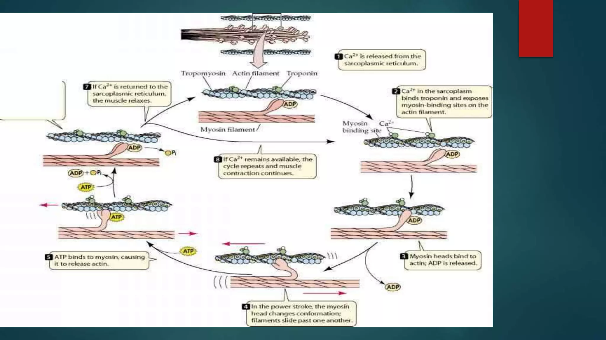 Excitation contraction coupling | PPTX