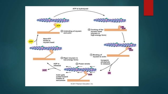 Excitation Contraction Coupling Ppt