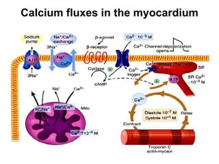 Excitation contraction coupling.ppt