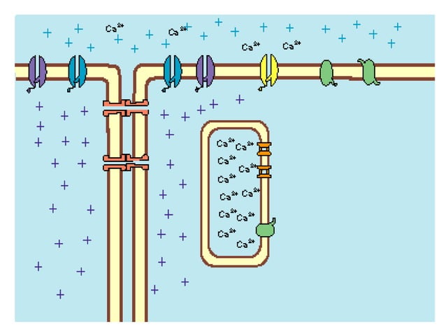 Excitation contraction coupling.ppt