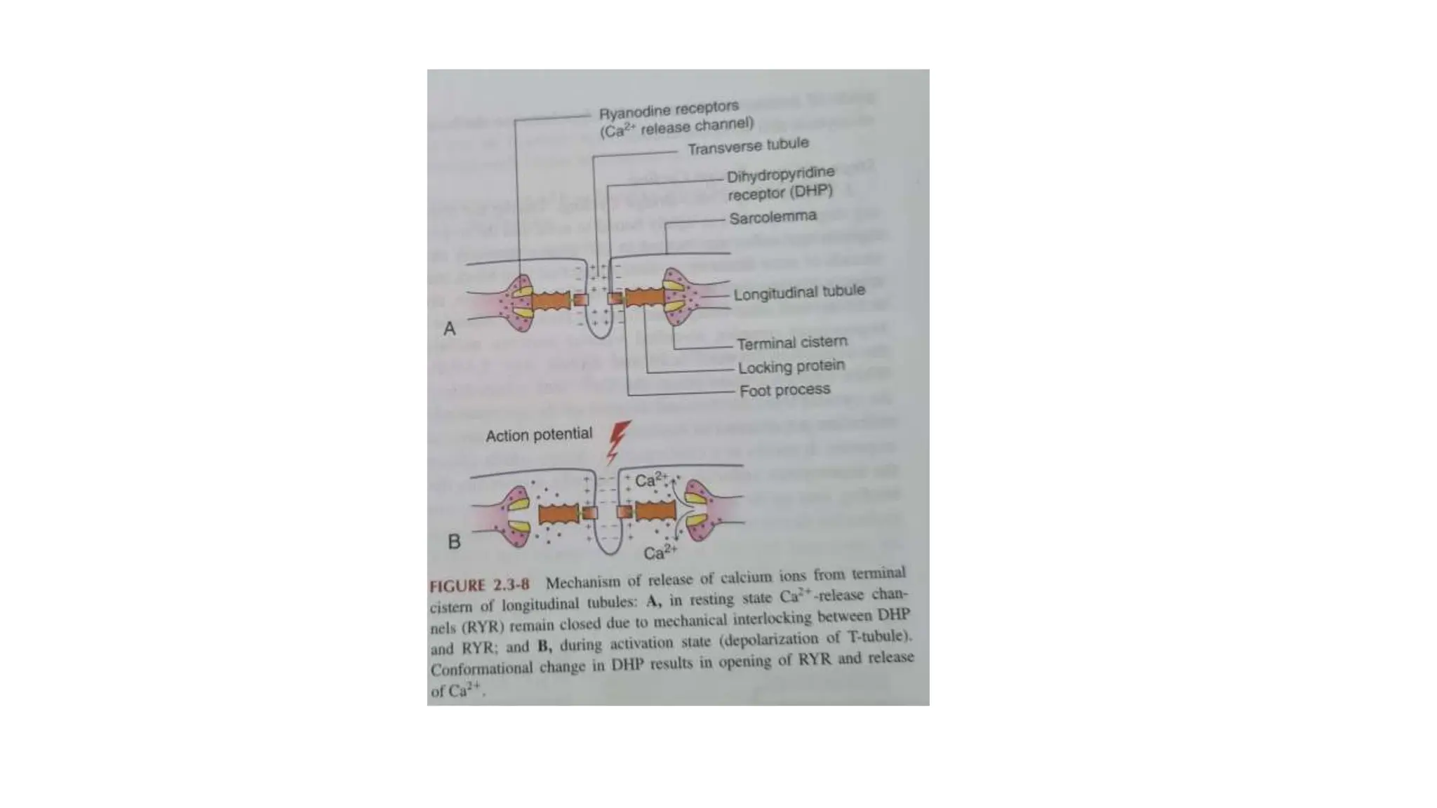 EXCITATION CONTRACTION COUPLING physiology | PPTX