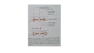 EXCITATION CONTRACTION COUPLING physiology | PPTX