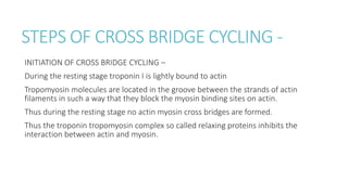 EXCITATION CONTRACTION COUPLING physiology | PPTX