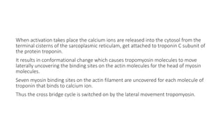 EXCITATION CONTRACTION COUPLING physiology | PPTX