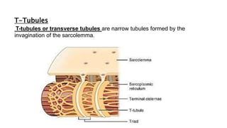 EXCITATION OF SKELETAL MUSCLE.pptx