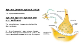 EXCITATION OF SKELETAL MUSCLE.pptx