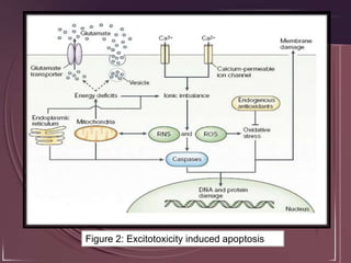 Excitotoxins their role in neurodegeneration | PPTX