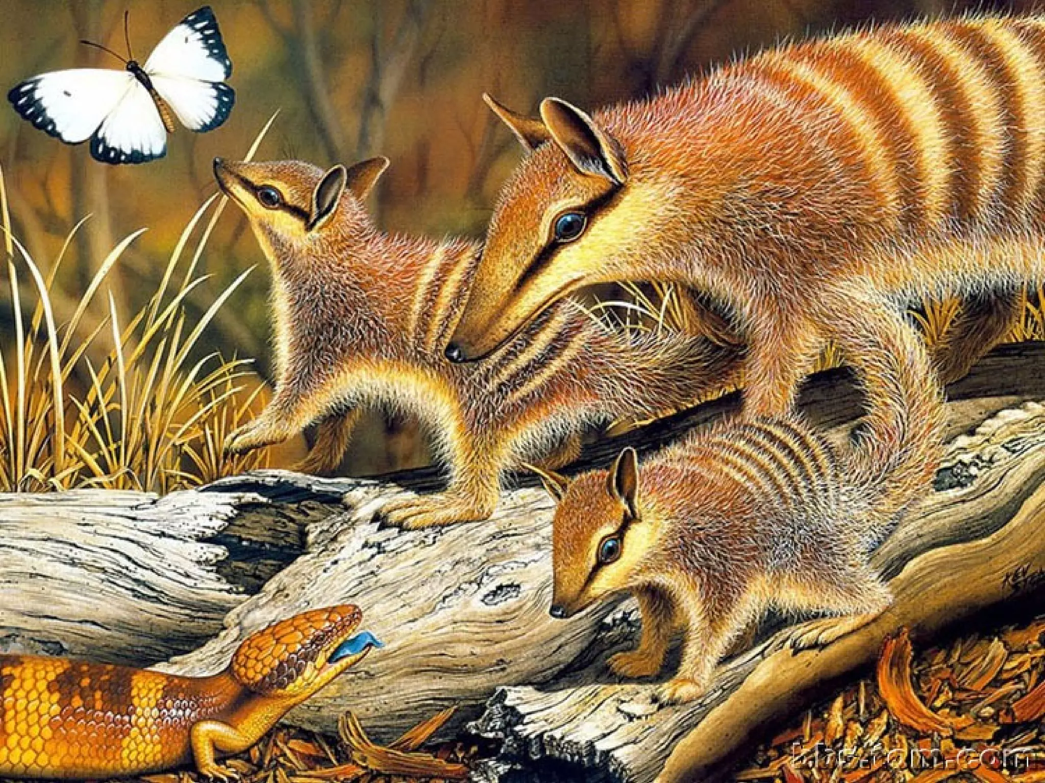 Exclusive coloured drawing living things | PPS