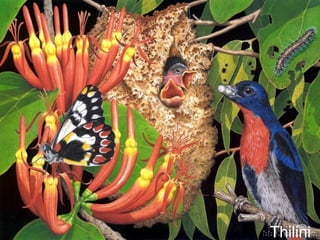 Exclusive coloured drawing living things | PPT