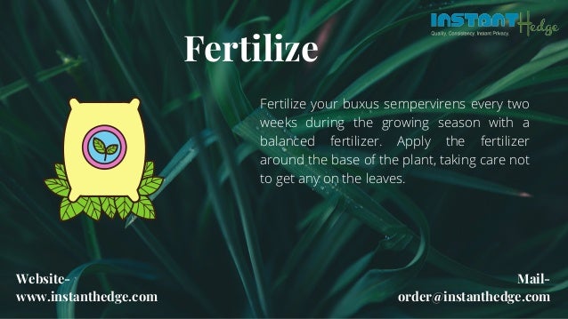 Exclusive Guide on Buxus sempervirens.pdf