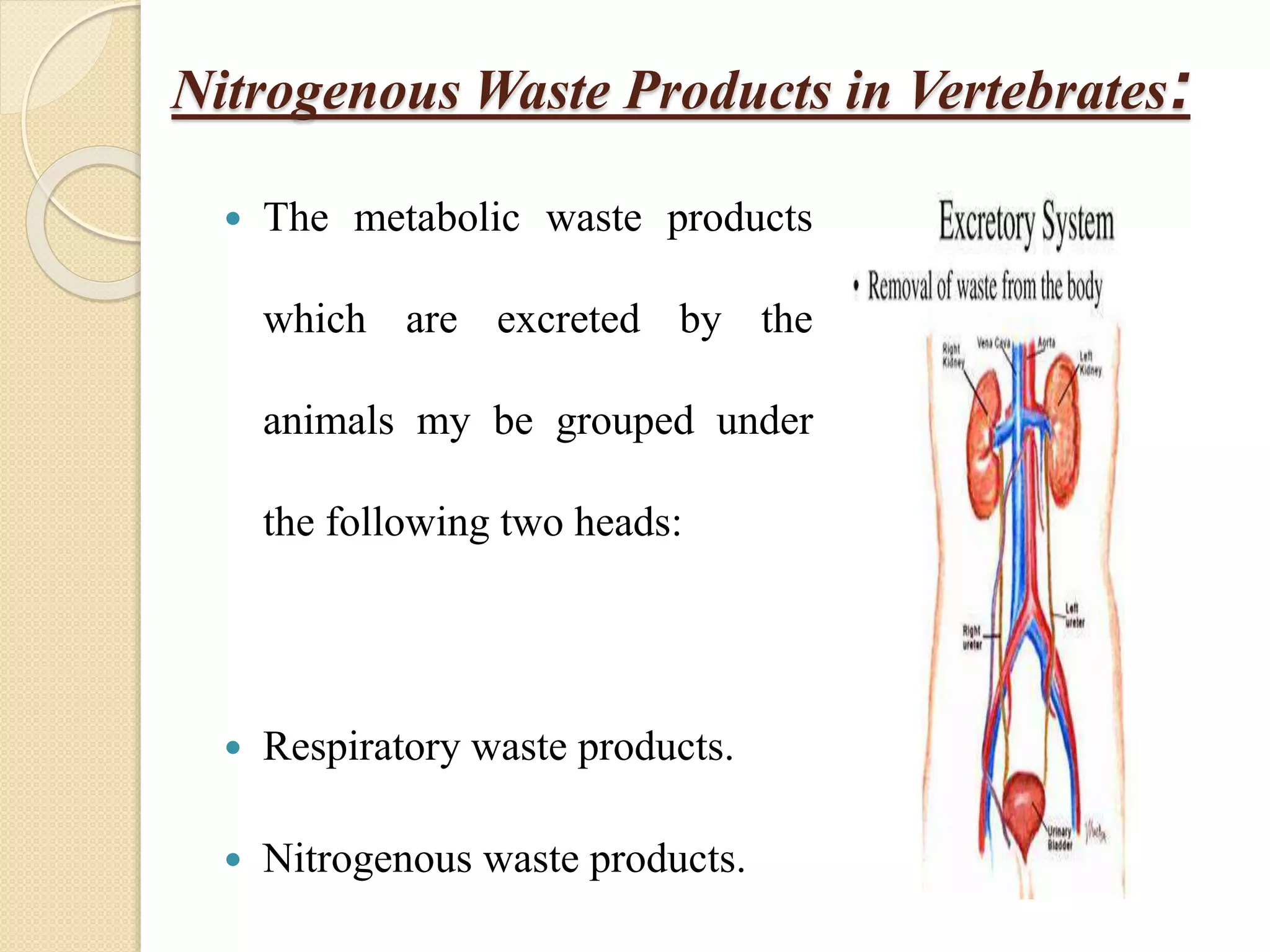 Excreatory system | PPTX