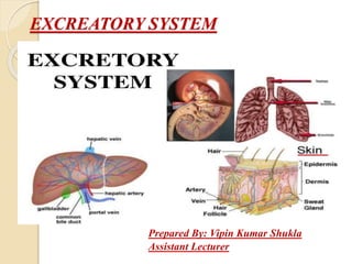 Excreatory system | PPTX