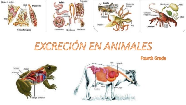Excreción en animales 4°
