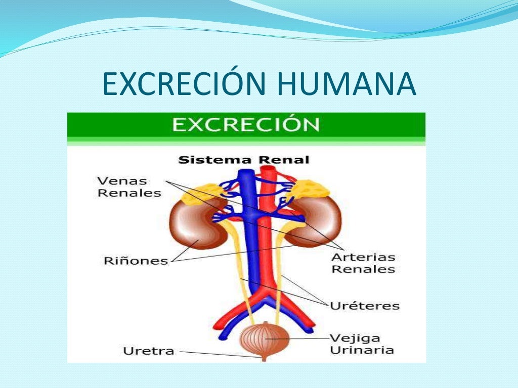 Excreción humana