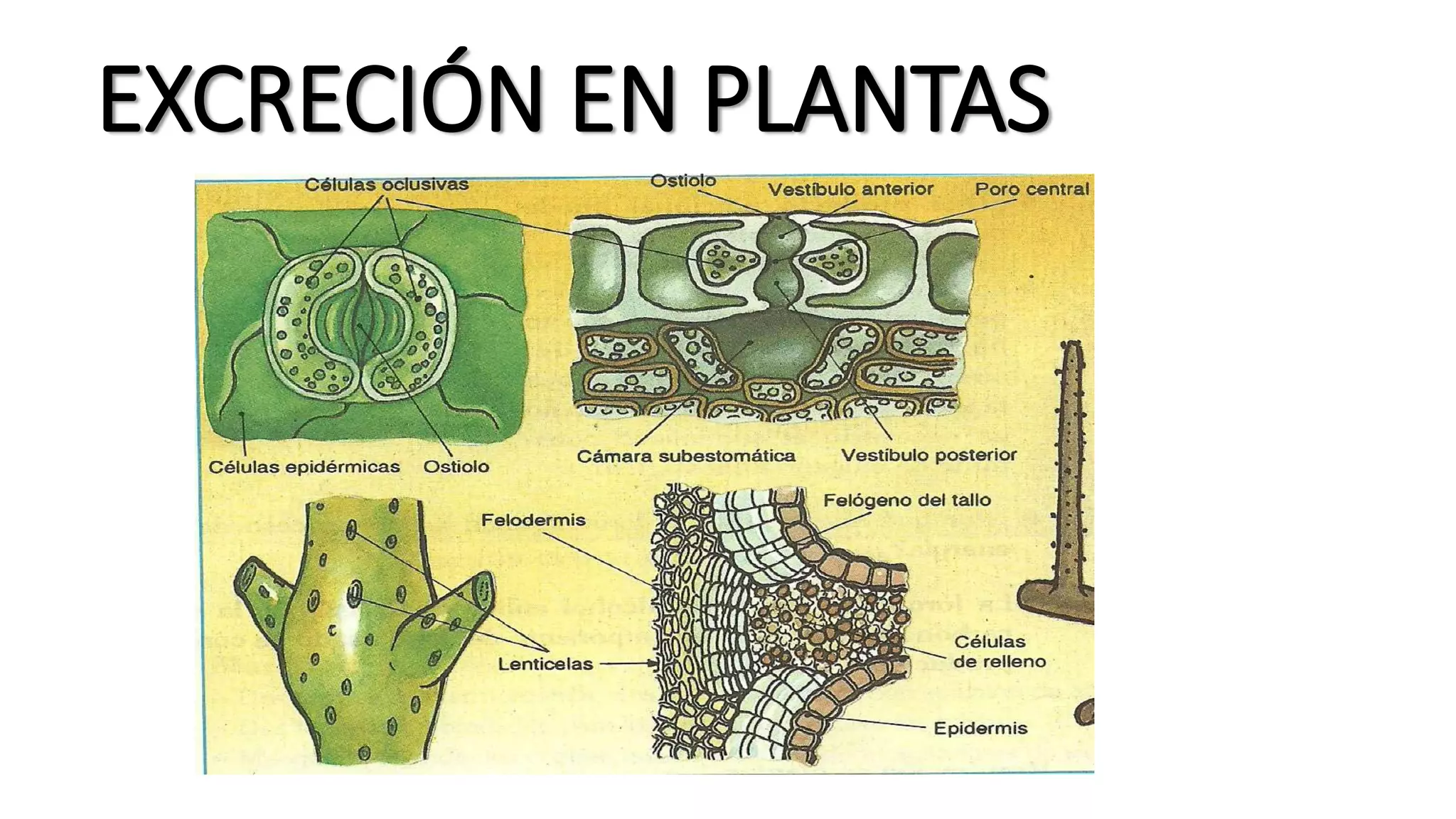 Excreción Seres Vivos | PPTX