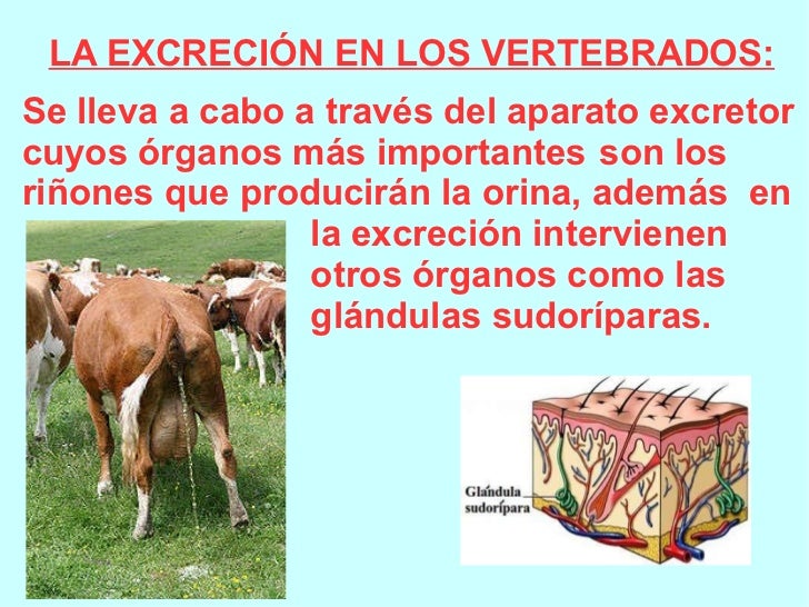 La excreción en los animales
