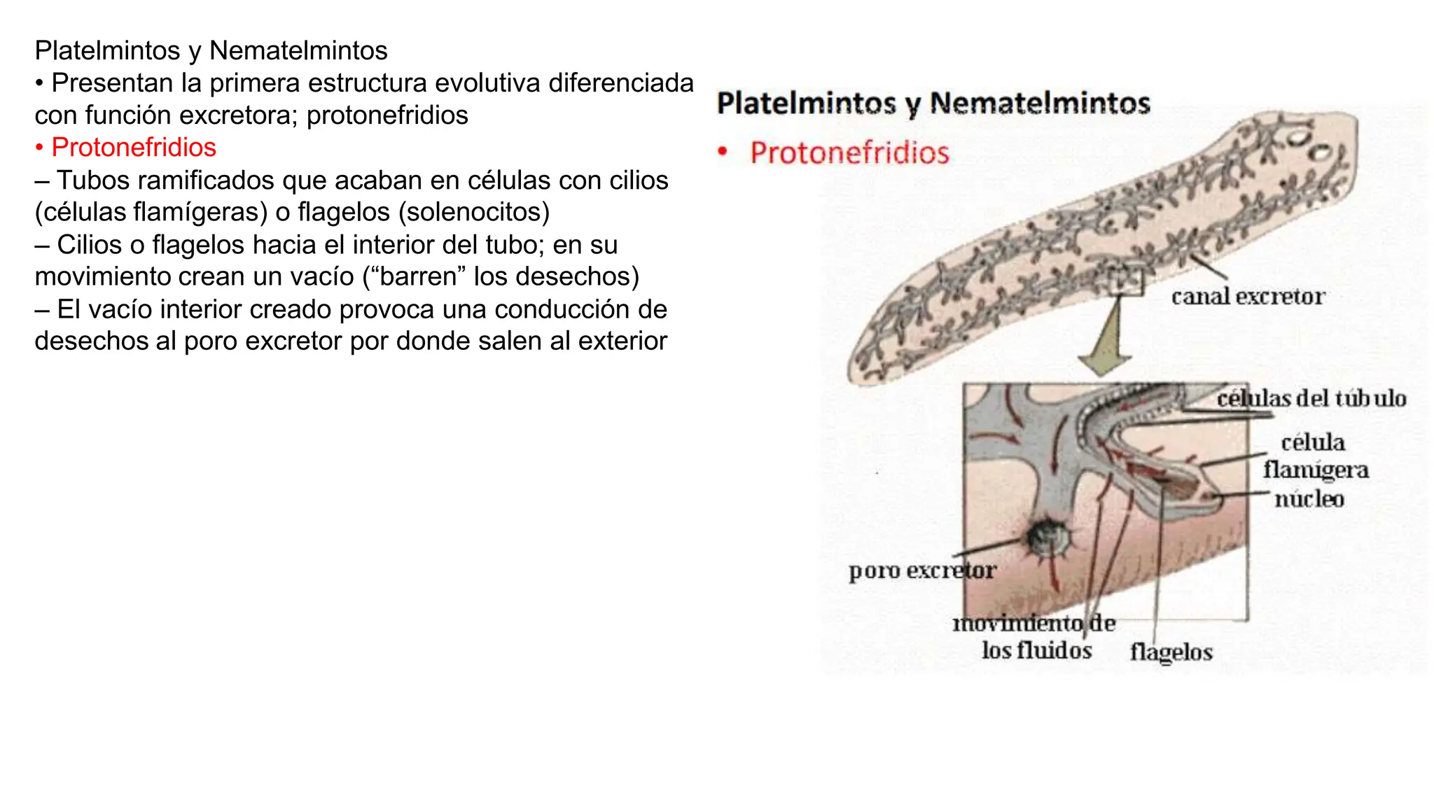 excrecion en invertebrados y vertebrados.pptx