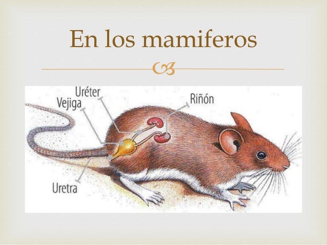 El Ratón